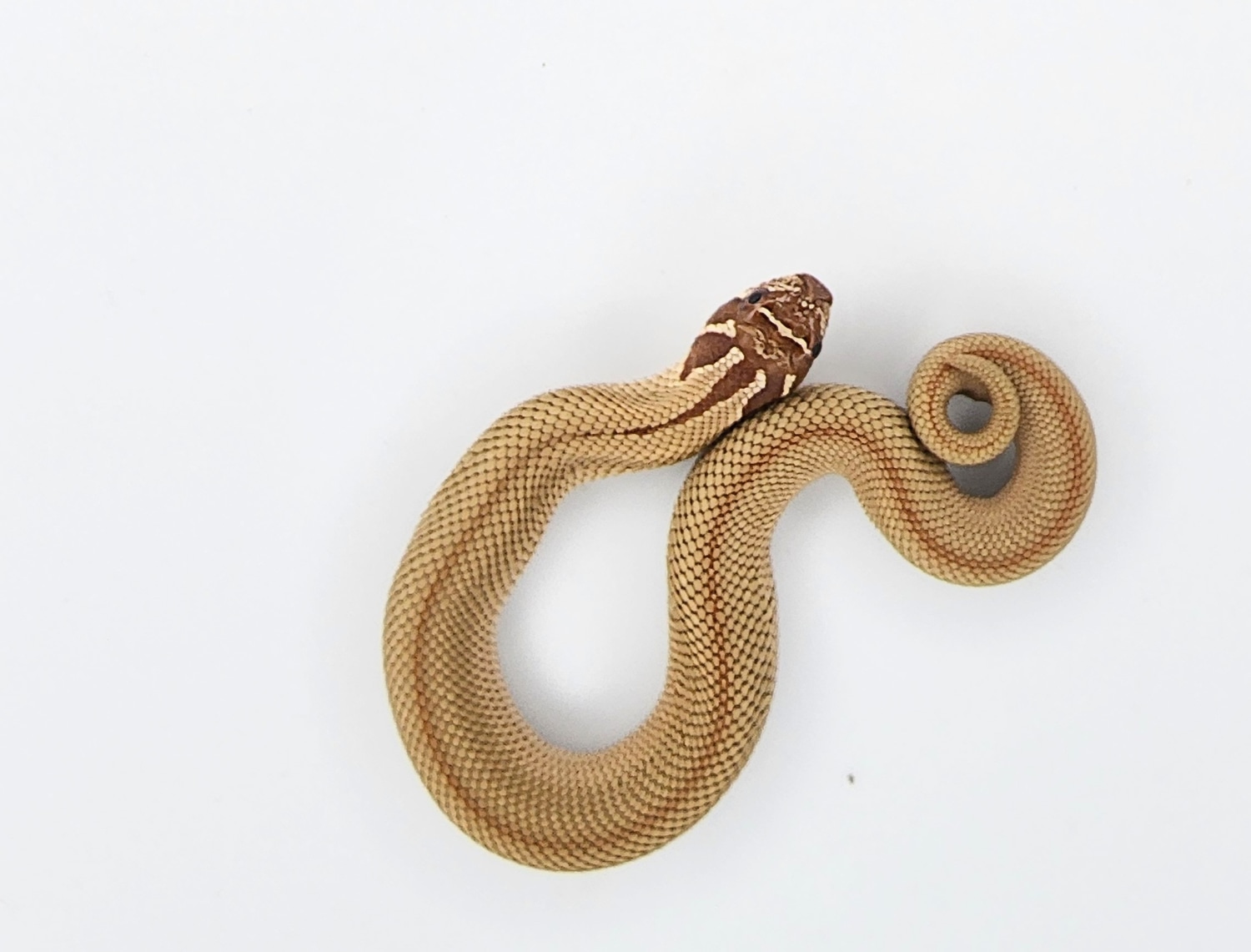Super Conda 66 Toxic Western Hognose by TBM Reptiles - MorphMarket