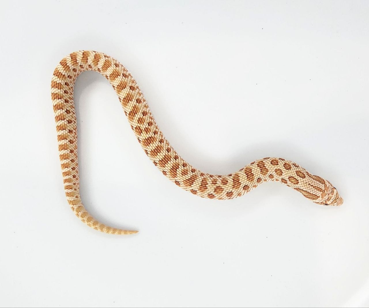 RBE Pastel Toffee Het Sable Western Hognose by TBM Reptiles - MorphMarket