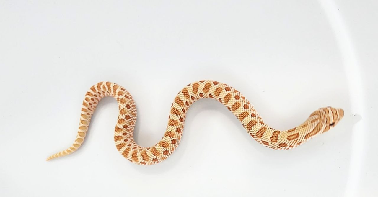 RBE Pastel Toffee Het Sable Western Hognose by TBM Reptiles - MorphMarket