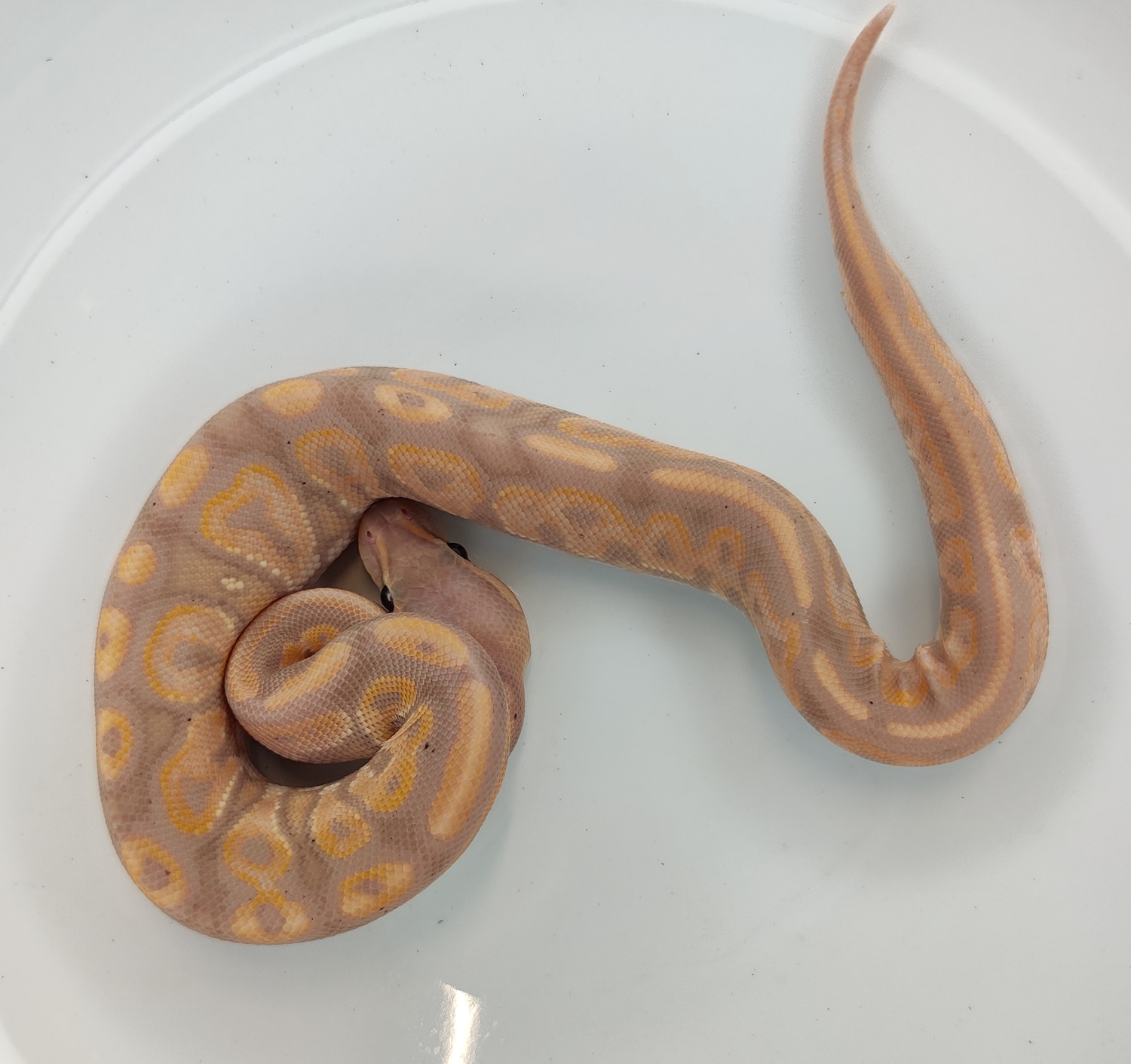 Cinnamon Banana Het Pied Ball Python by TBM Reptiles - MorphMarket