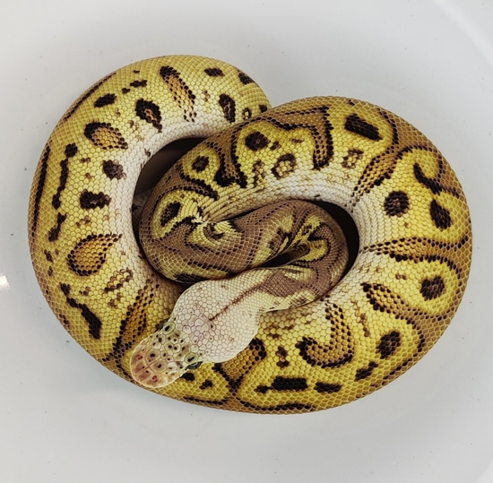 Pastel Batman Ball Python by TBM Reptiles