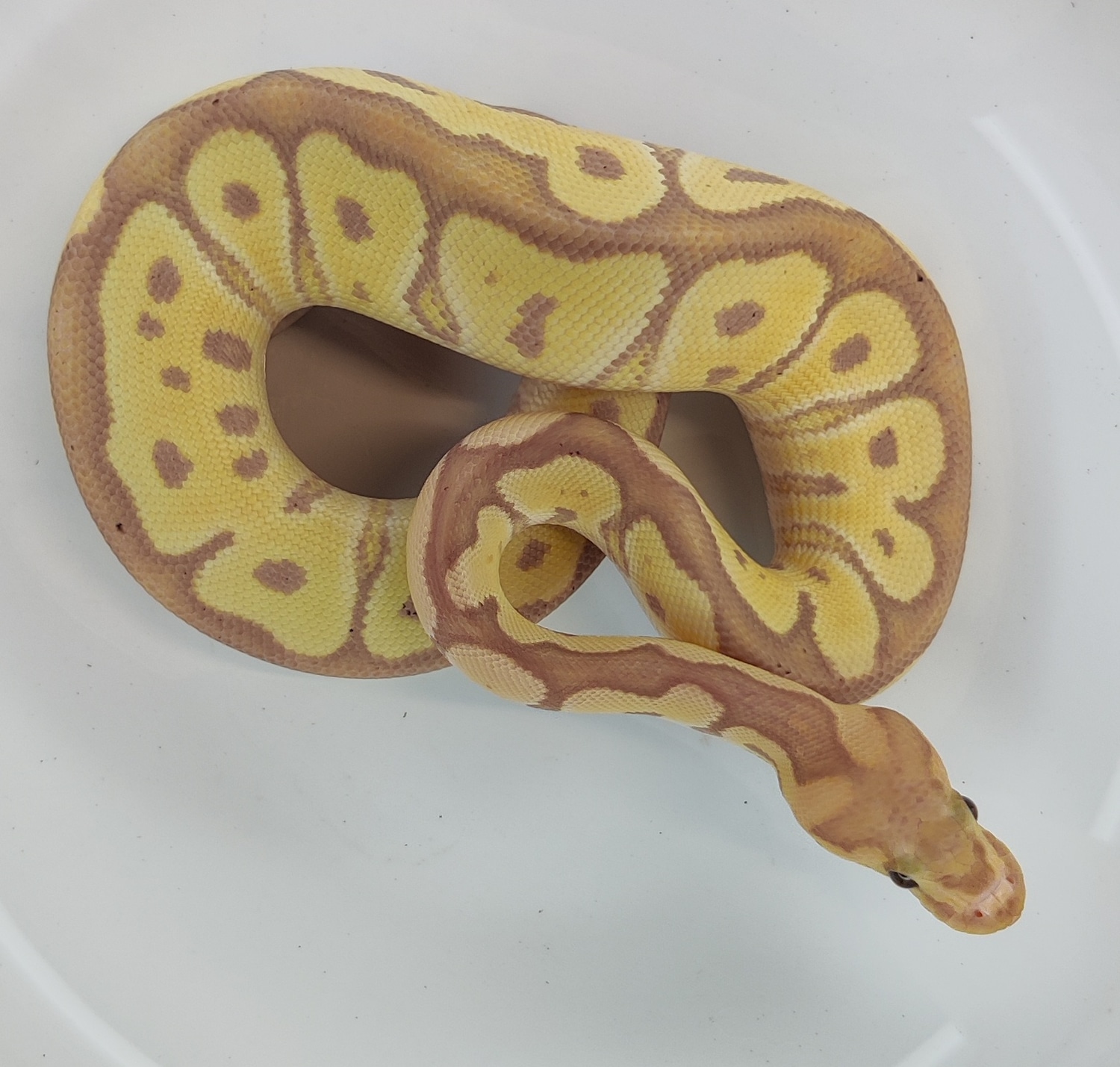 Banana Clown Ball Python by TBM Reptiles - MorphMarket