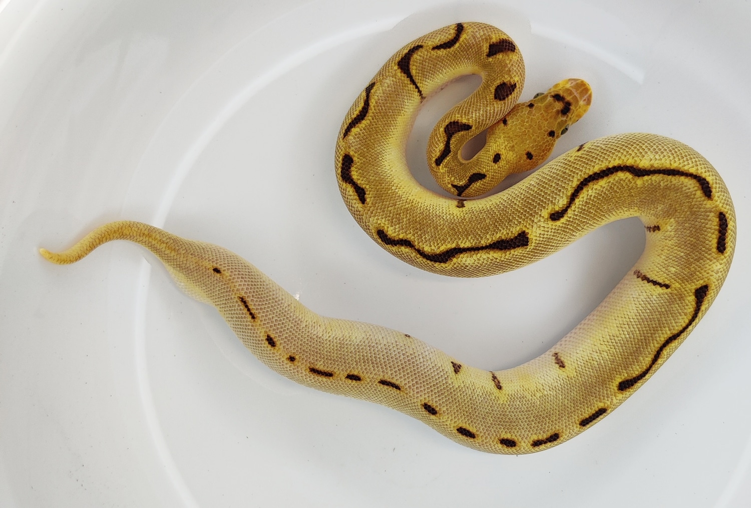 Enchi YB Spider Clown Ball Python by TBM Reptiles - MorphMarket