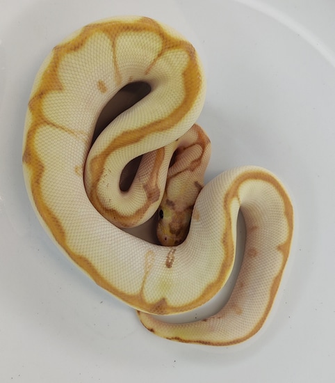 Banana Lesser Spider Clown Ball Python by TBM Reptiles