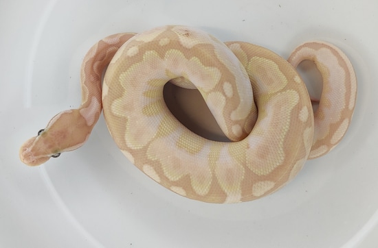Pastel Banana Bamboo Enchi Calico Ball Python by TBM Reptiles