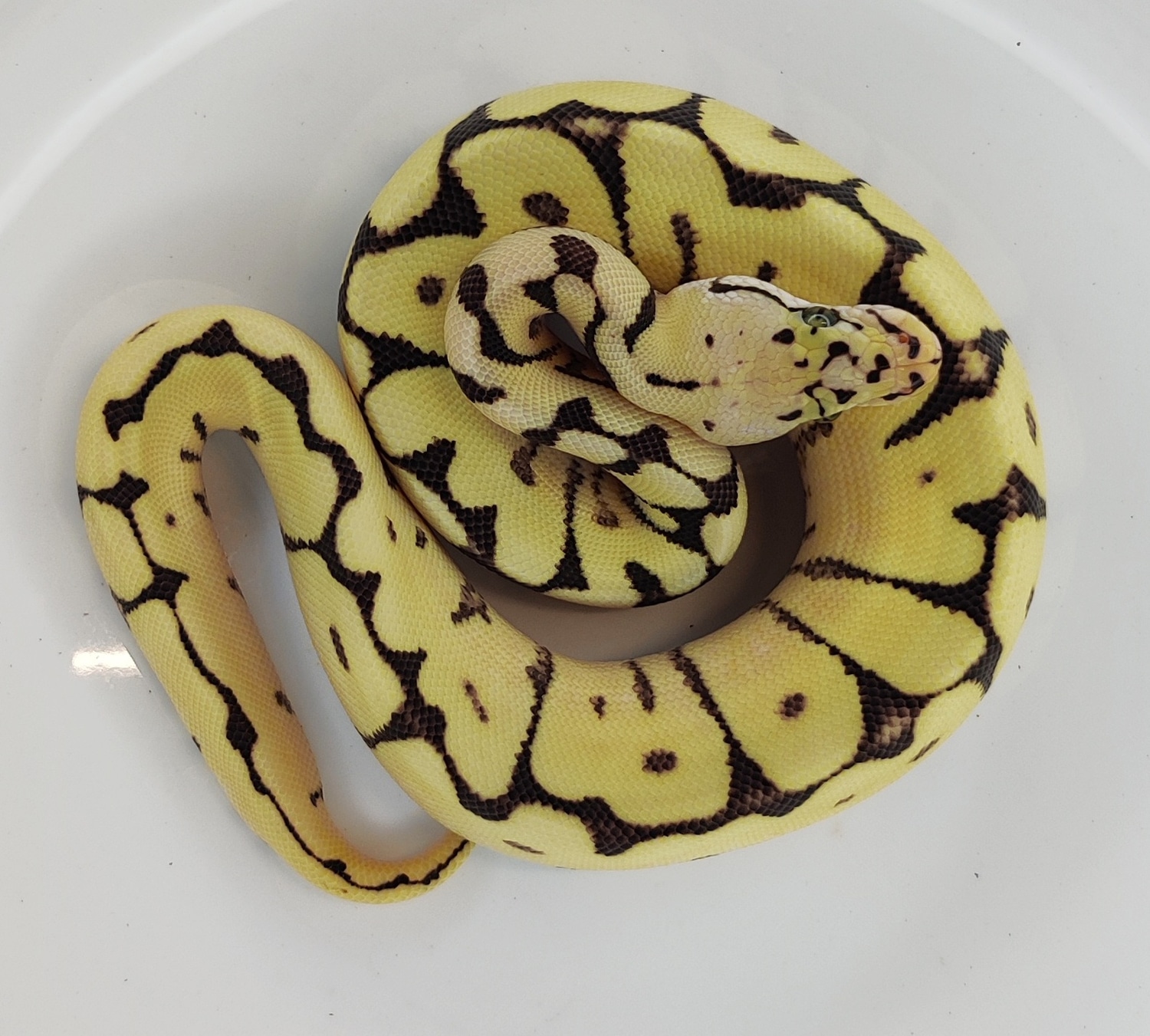 Bumblebee Dg Het Cryptic Ball Python by TBM Reptiles - MorphMarket