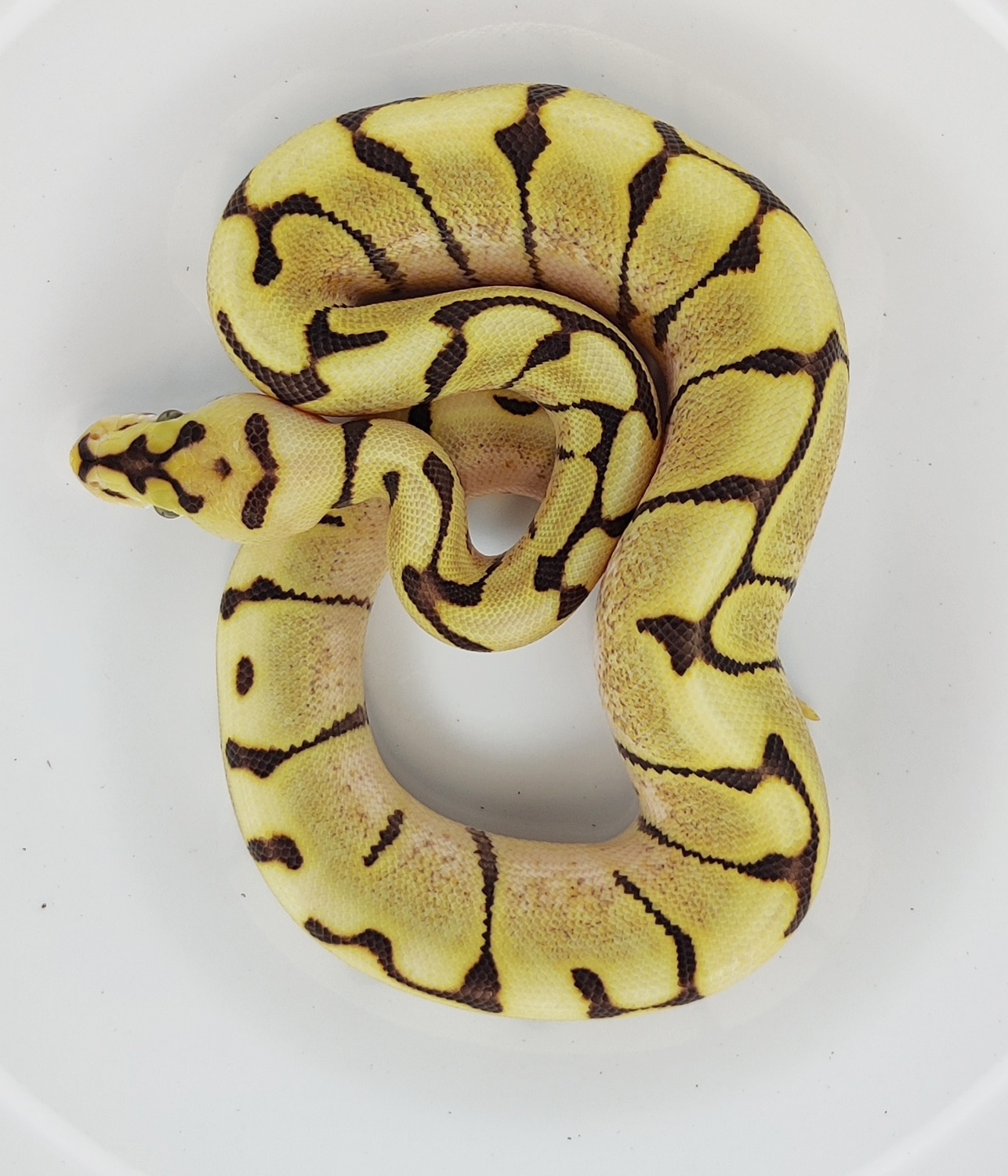 Enchi Spider Dg Ball Python by TBM Reptiles - MorphMarket