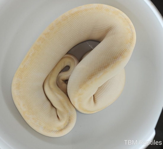 Crystal Pin Ball Python by TBM Reptiles