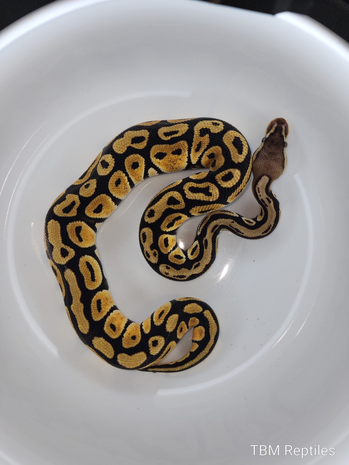 Pastel Cypress Ball Python by TBM Reptiles - MorphMarket