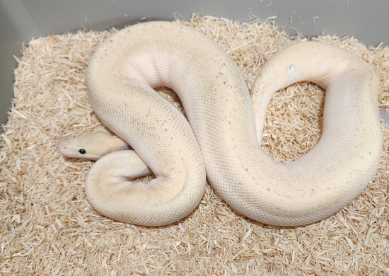 Champagne Ivory Lesser Pin Ball Python by TBM Reptiles