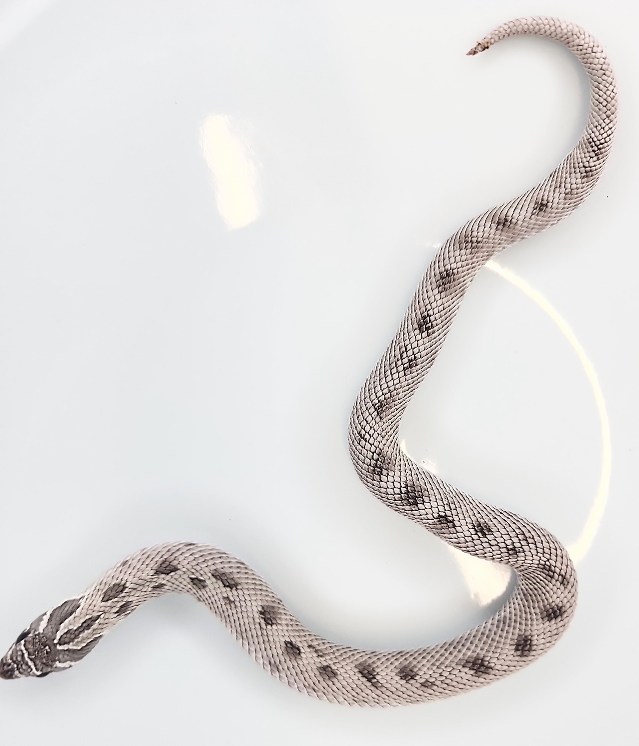 Axanthic Conda Het Hypo Western Hognose by TBM Reptiles - MorphMarket