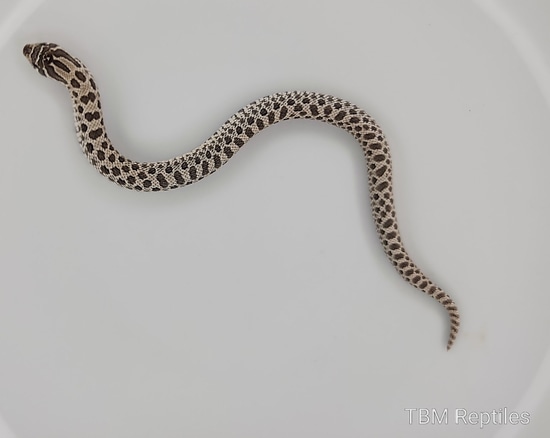 Arctic Axanthic Pos Het Albino Western Hognose by TBM Reptiles