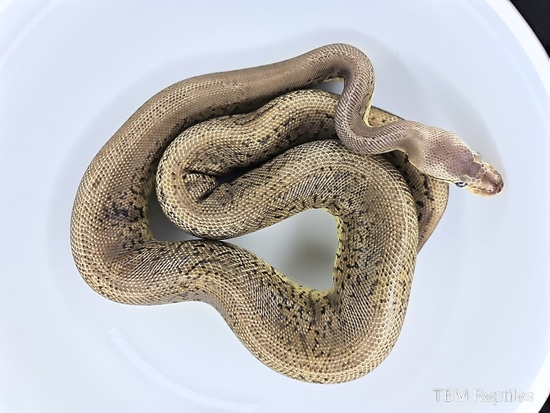 Confusion Black Pastel Pin Ball Python by TBM Reptiles