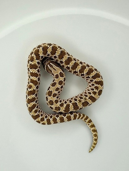 RBE Pastel Het Axanthic PH Hypo Caramel Western Hognose by TBM Reptiles
