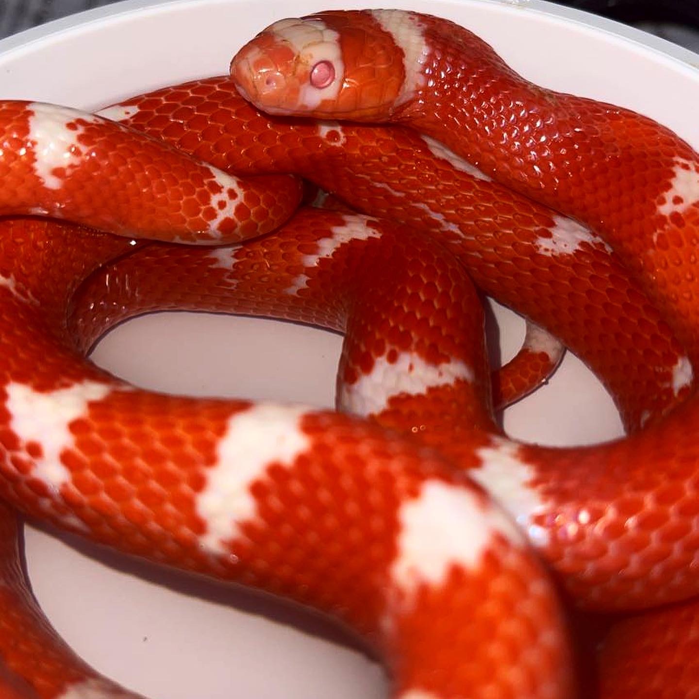 Hybino Tangerine Honduran Milk Snake by RB - MorphMarket