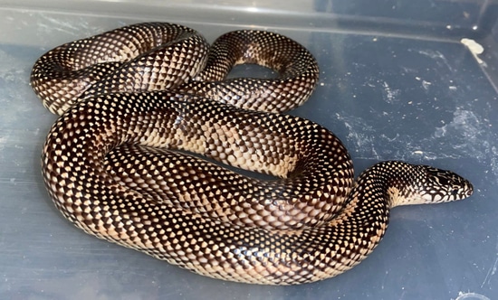 Goini Kingsnake Apalachicola Kingsnake by RB