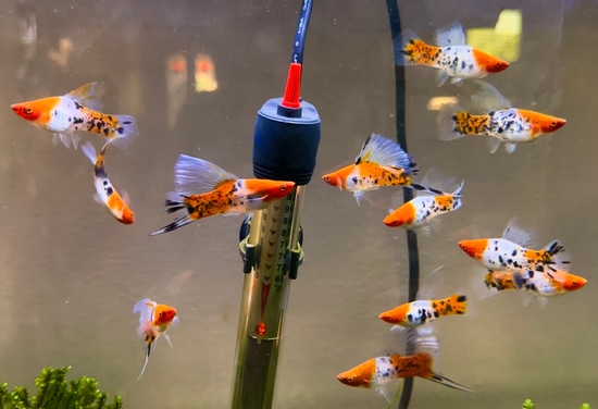 Hifin Koi Sanke Swordtail Trio Other Freshwater Fish by RB