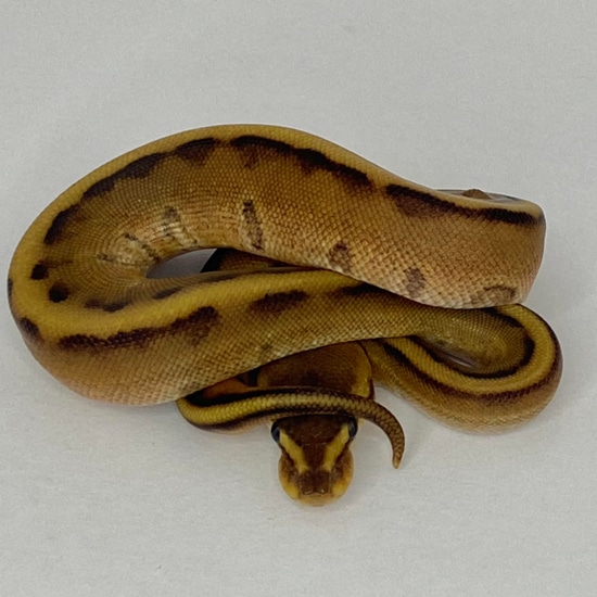 G-Stripe Ball Python by T&B Reptile Zone