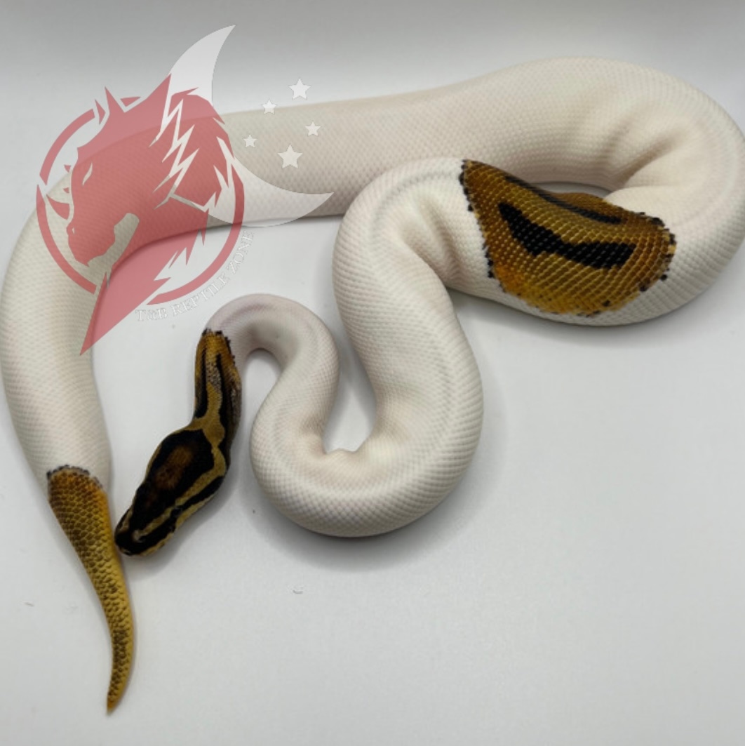 Orange Dream Pied Ball Python by T&B Reptile Zone - MorphMarket