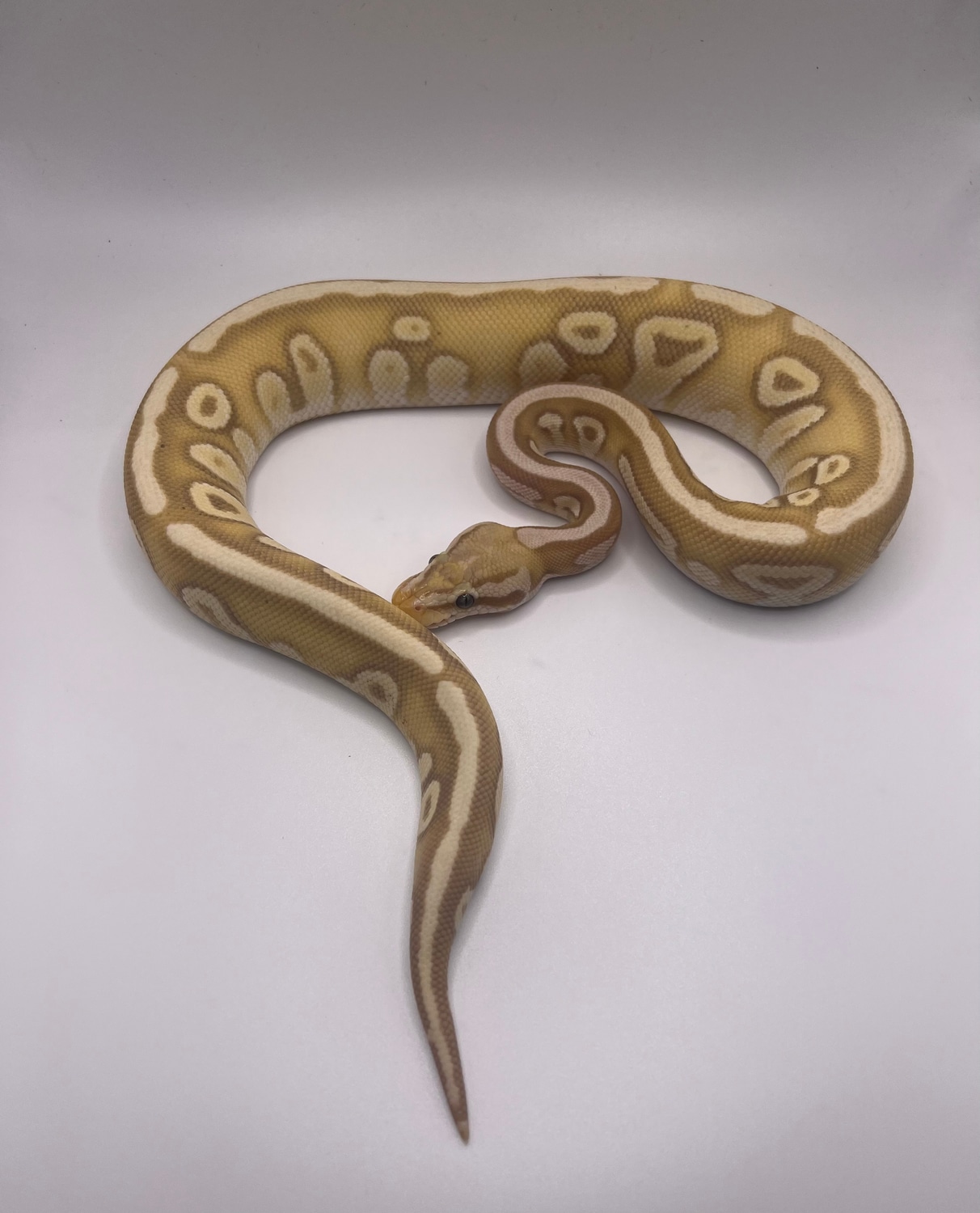 Banana Pastave Het. Clown Ball Python by T&B Reptile Zone - MorphMarket