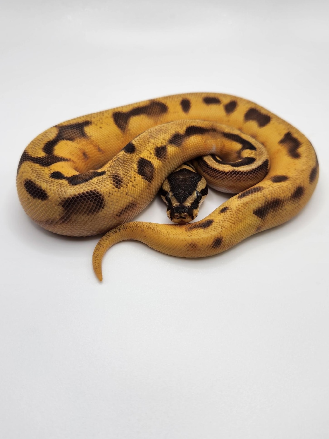 OD Enchi Piebald Het Albino Ball Python by T&B Reptile Zone - MorphMarket