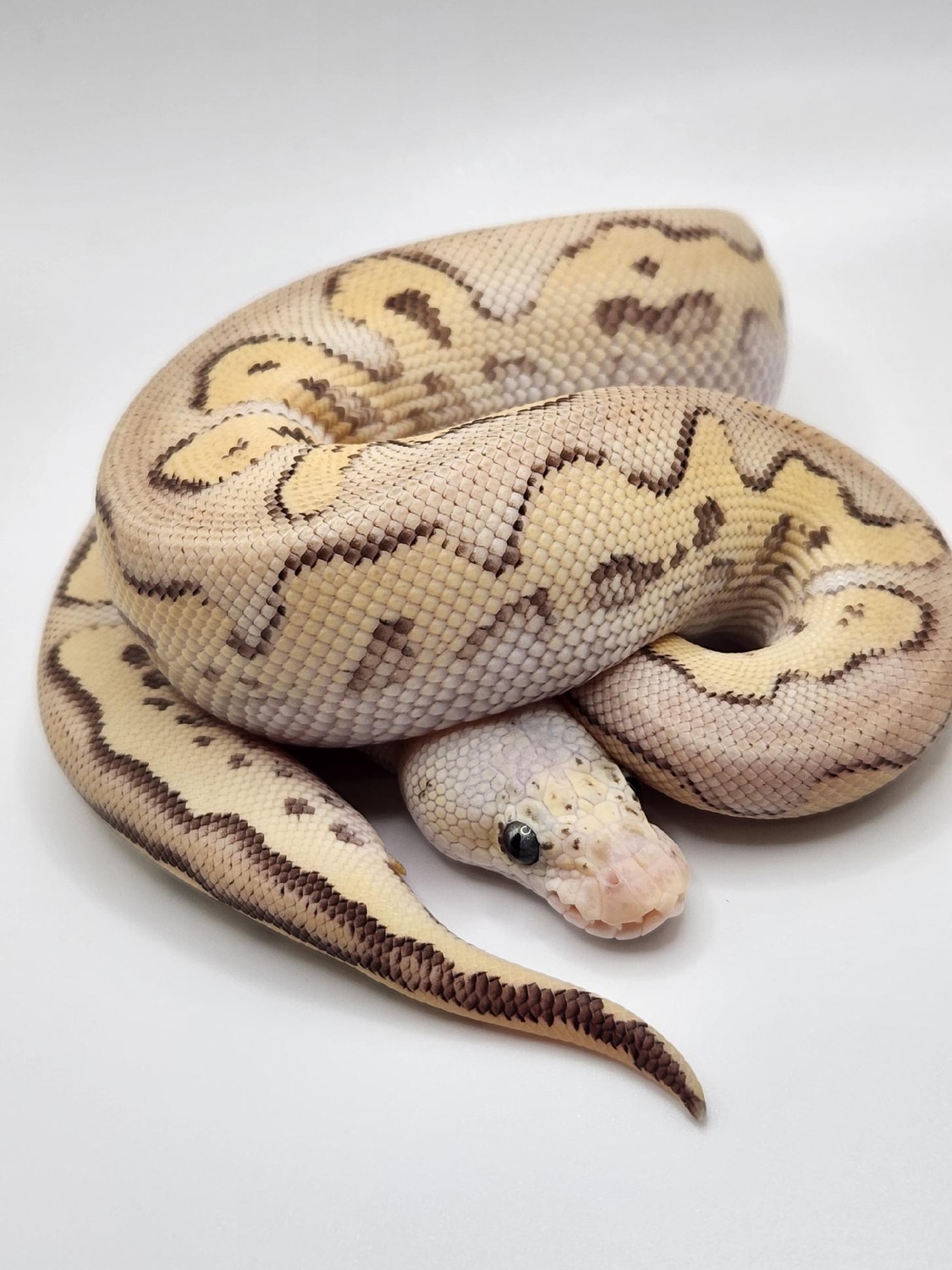 Firefly Mojave Clown Ball Python by T&B Reptile Zone - MorphMarket