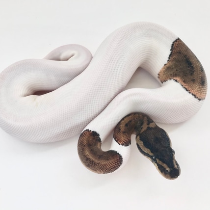 TB Snakes - MorphMarket