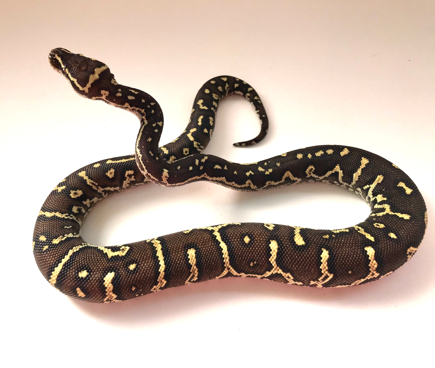 Angolan Python by TB Snakes - MorphMarket