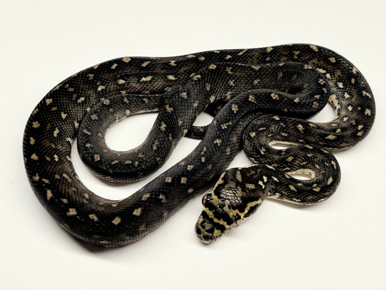 Diamond Python Diamond Carpet Python by TB Snakes