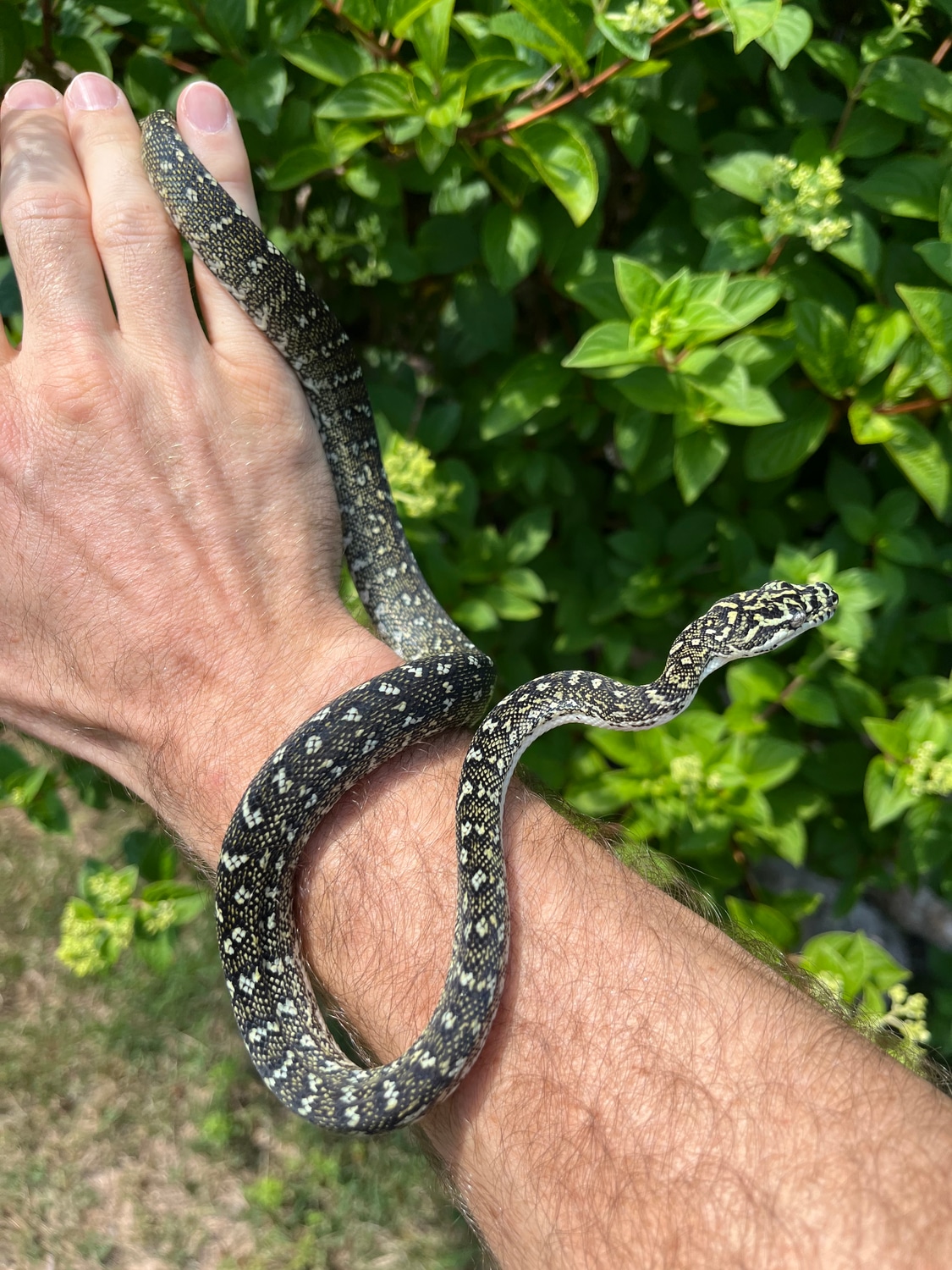Pure Diamond Carpet Python by TB Snakes - MorphMarket