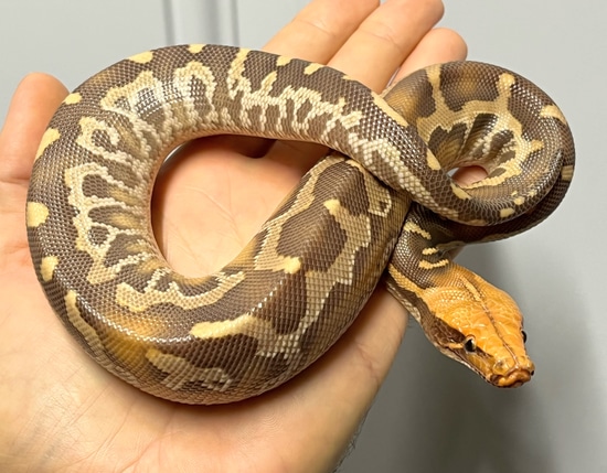 Male Caramel Albino Sumatran Short-Tailed Python by TB Snakes