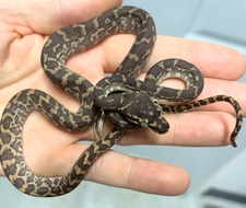 Rough-scaled Pythons for Sale - MorphMarket US & Canada