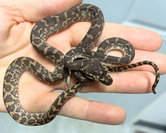 Rough Scaled Python Rough-Scaled Python by TB Snakes