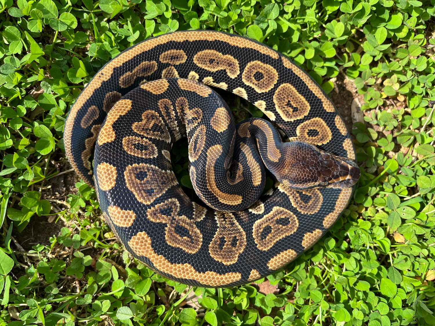 Mahogany 50% Het Pied Ball Python by TB Snakes - MorphMarket