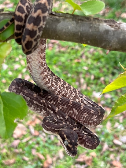 Rough Scaled Python Rough-Scaled Python by TB Snakes