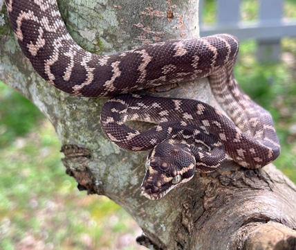 TB Snakes - MorphMarket