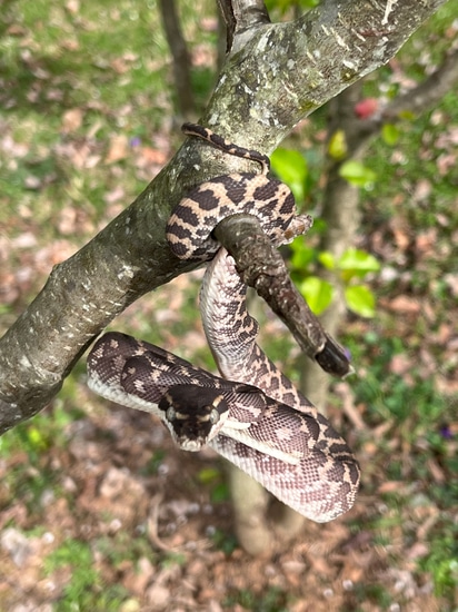 Morelia Carinata Rough-Scaled Python by TB Snakes