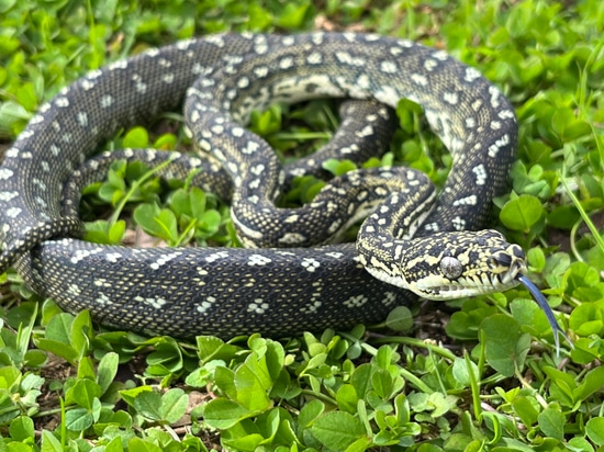 Pure Morelia Spilota Diamond Carpet Python by TB Snakes