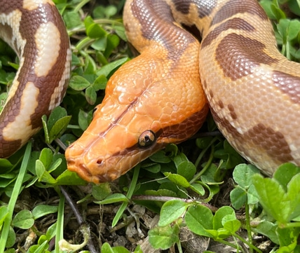 Male Caramel Albino Sumatran Short-tailed Python by TB Snakes - MorphMarket