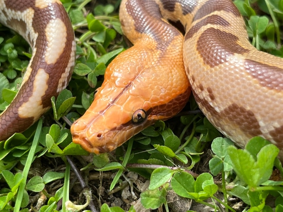 Caramel Sumatran Sumatran Short-Tailed Python by TB Snakes