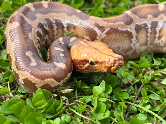 Caramel Sumatran Sumatran Short-Tailed Python by TB Snakes