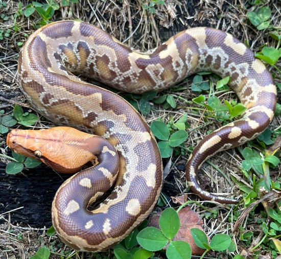Caramel Albino SSTP Sumatran Short-Tailed Python by TB Snakes