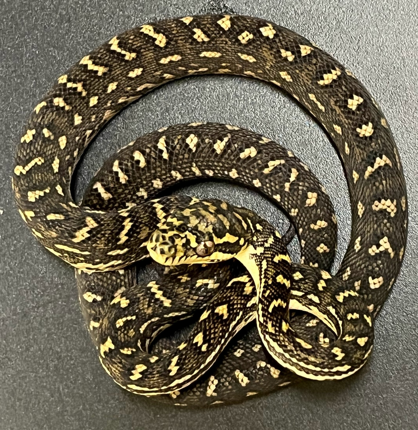 Pure As The Driven Snow Diamond Carpet Python by TB Snakes - MorphMarket