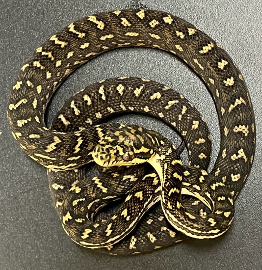Pure As The Driven Snow Diamond Carpet Python by TB Snakes