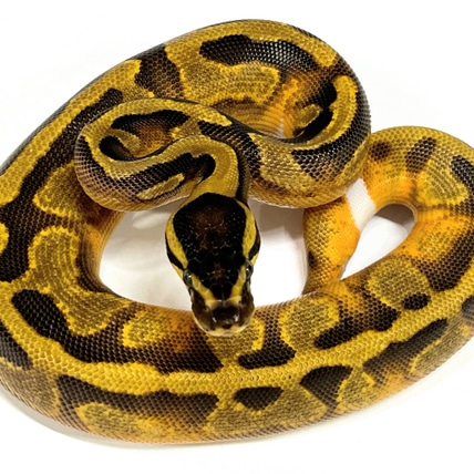 TB Snakes - MorphMarket