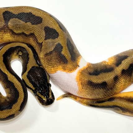 TB Snakes - MorphMarket