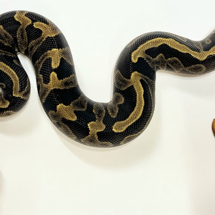 TB Snakes - MorphMarket