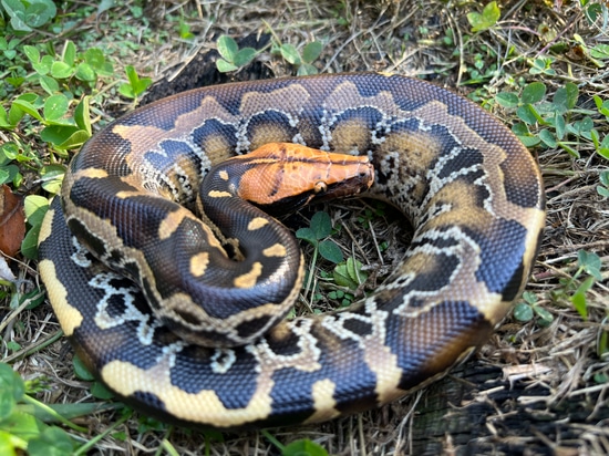 Het Caramel Albino SSTP Sumatran Short-Tailed Python by TB Snakes