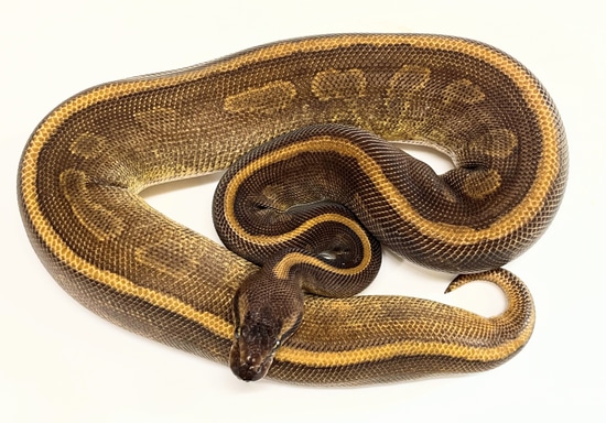 Suma Enchi Het Pied Poss YB, Chocolate Ball Python by TB Snakes