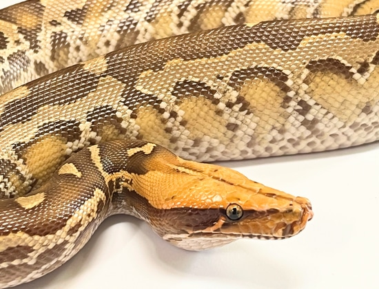 Caramel Albino #3 Sumatran Short-Tailed Python by TB Snakes